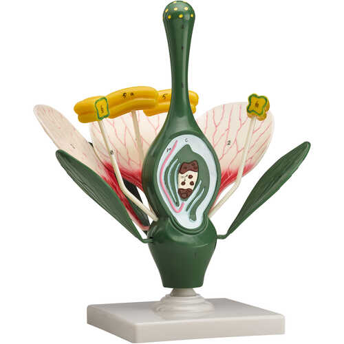 Eisco Typical Flower Classroom Model | Forestry Suppliers, Inc.