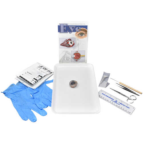 Mammalian Brain Dissection Kit | Forestry Suppliers, Inc.