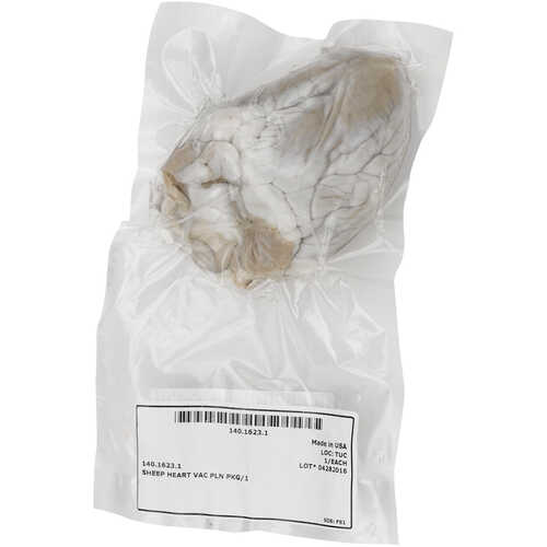 Sheep Brain Dissection Specimen, Full Extraction | Forestry Suppliers, Inc.