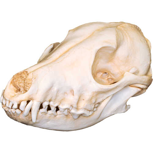 Natural Bone Skulls | Forestry Suppliers, Inc.