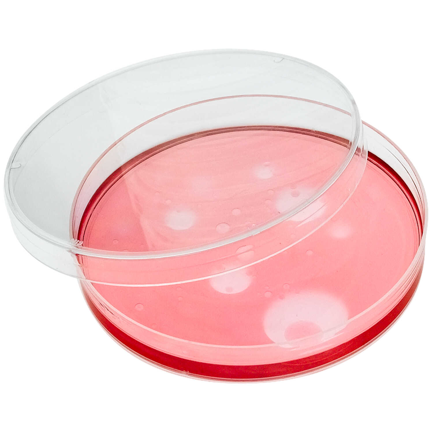 Petri Dish Forestry Suppliers Inc Petri Dish Forestry Suppliers Inc