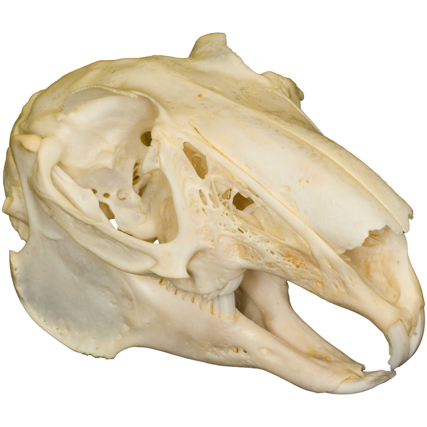 Natural Bone Skull, Rabbit | Forestry Suppliers, Inc.